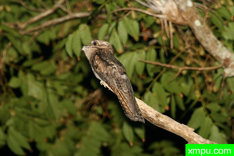 Potoo_图片,Potoo_介绍,Potoo_百科-动植物