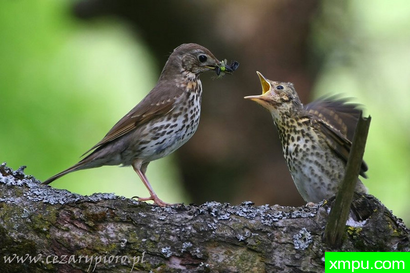 歌手图片,歌手介绍,歌手百科-动植物