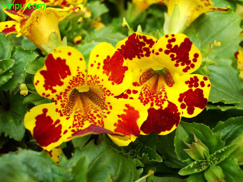 猴面花图片_猴面花种植_猴面花种类-动植物