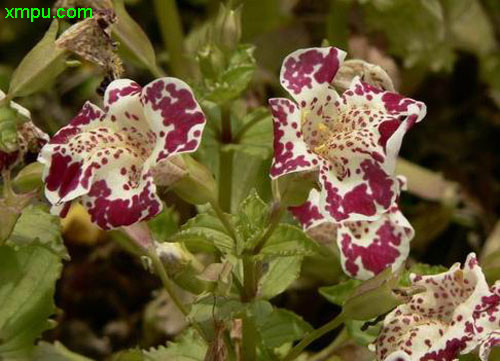 猴面花图片_猴面花种植_猴面花种类-动植物