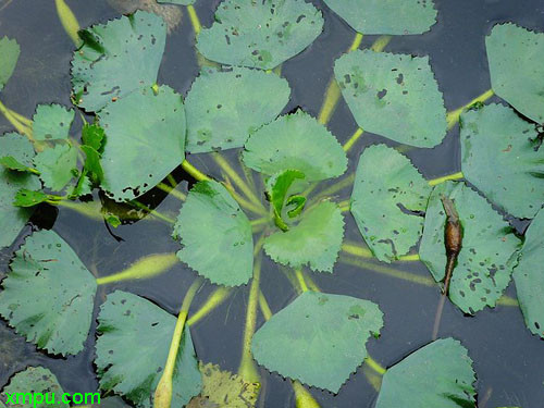 野菱图片_野菱种植_野菱种类-动植物