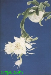 昙花一现_花卉百科-动植物