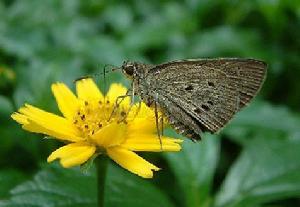 弄蝶科图片_弄蝶科习性_弄蝶科网-动植物